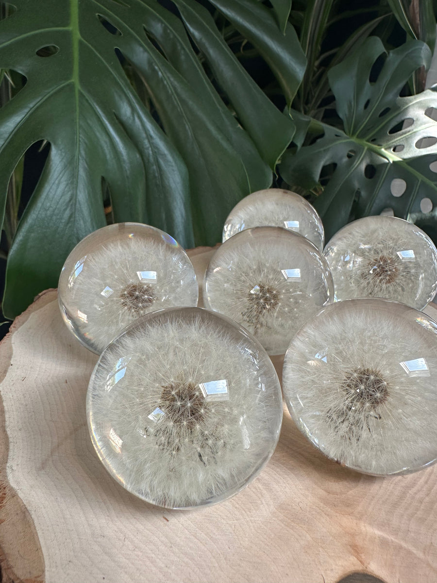 Full Dandelion Puff Sphere – Eight Acorns Floral Preservation
